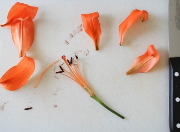 Flower Dissection Is My Favorite The Frugal Girl