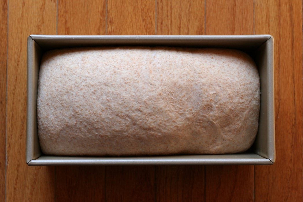 Wednesday Baking | Whole Wheat Bread - The Frugal Girl