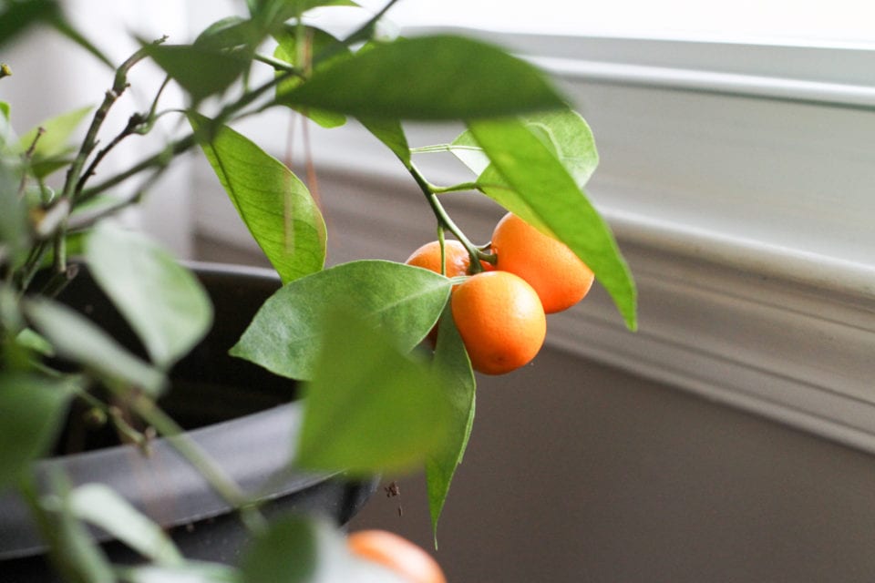 Q&A | Orange tree, school break, when I'll graduate, and rental vs ...