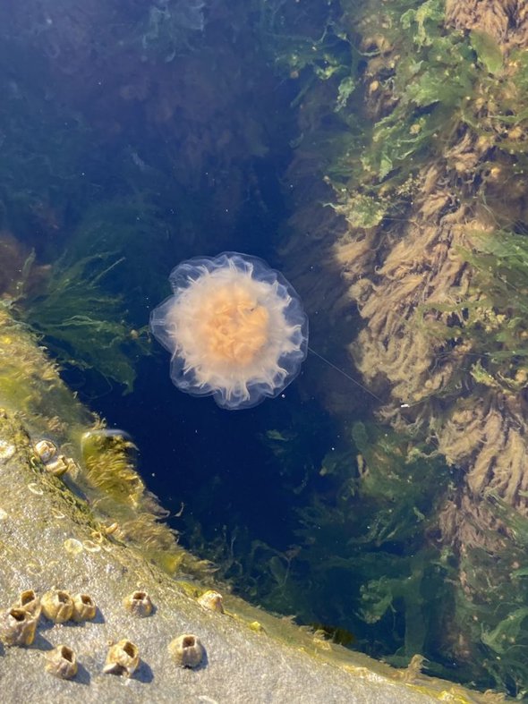 Thankful Thursday | frost and a jellyfish - The Frugal Girl