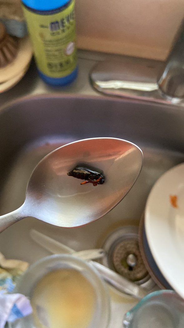 Thankful Thursday | a bug in my coffee - The Frugal Girl