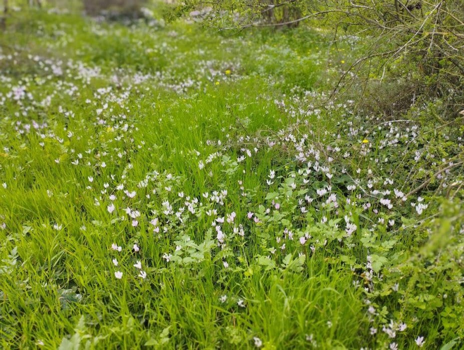 Meet a Reader | Talia from Israel - The Frugal Girl