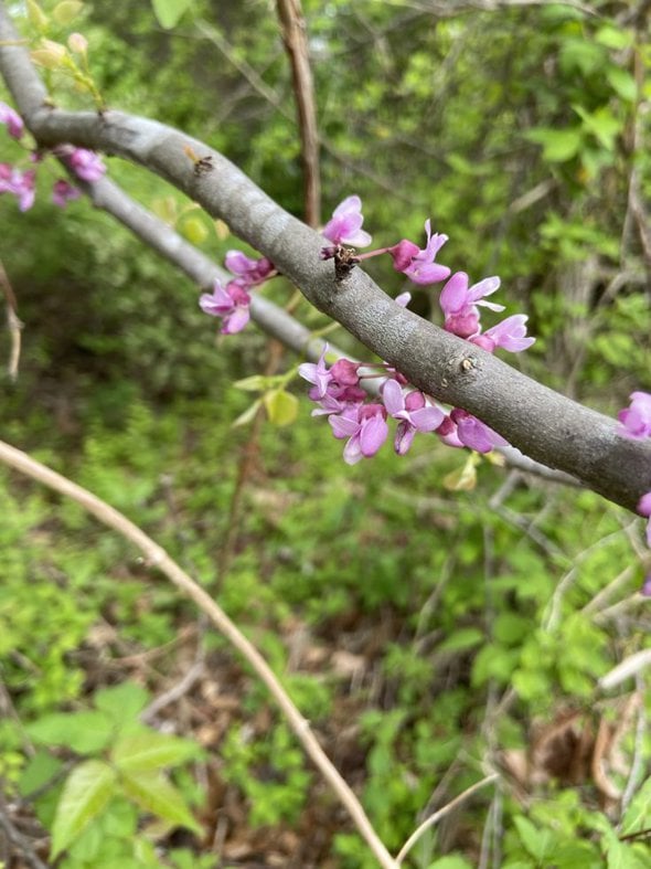 Thankful Thursday | windows open! - The Frugal Girl